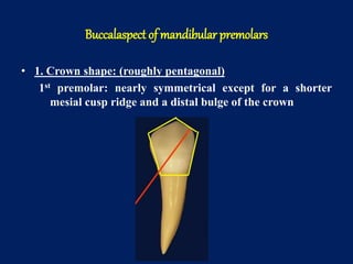mandibular premolars.pptx