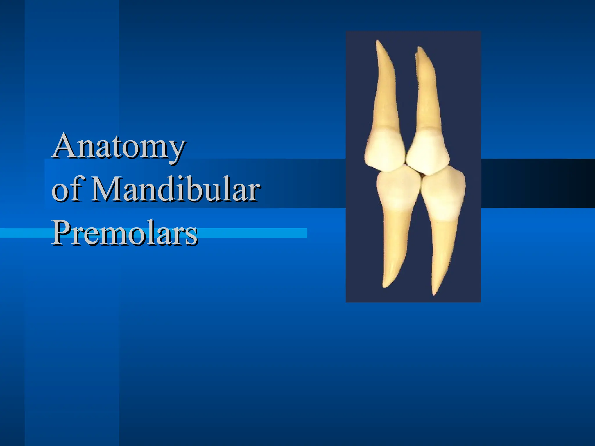 MAndibular prddddddddddddddddemolars.ppt