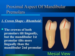 MAndibular prddddddddddddddddemolars.ppt
