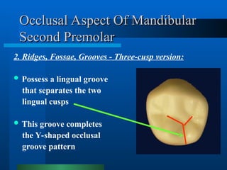 MAndibular prddddddddddddddddemolars.ppt