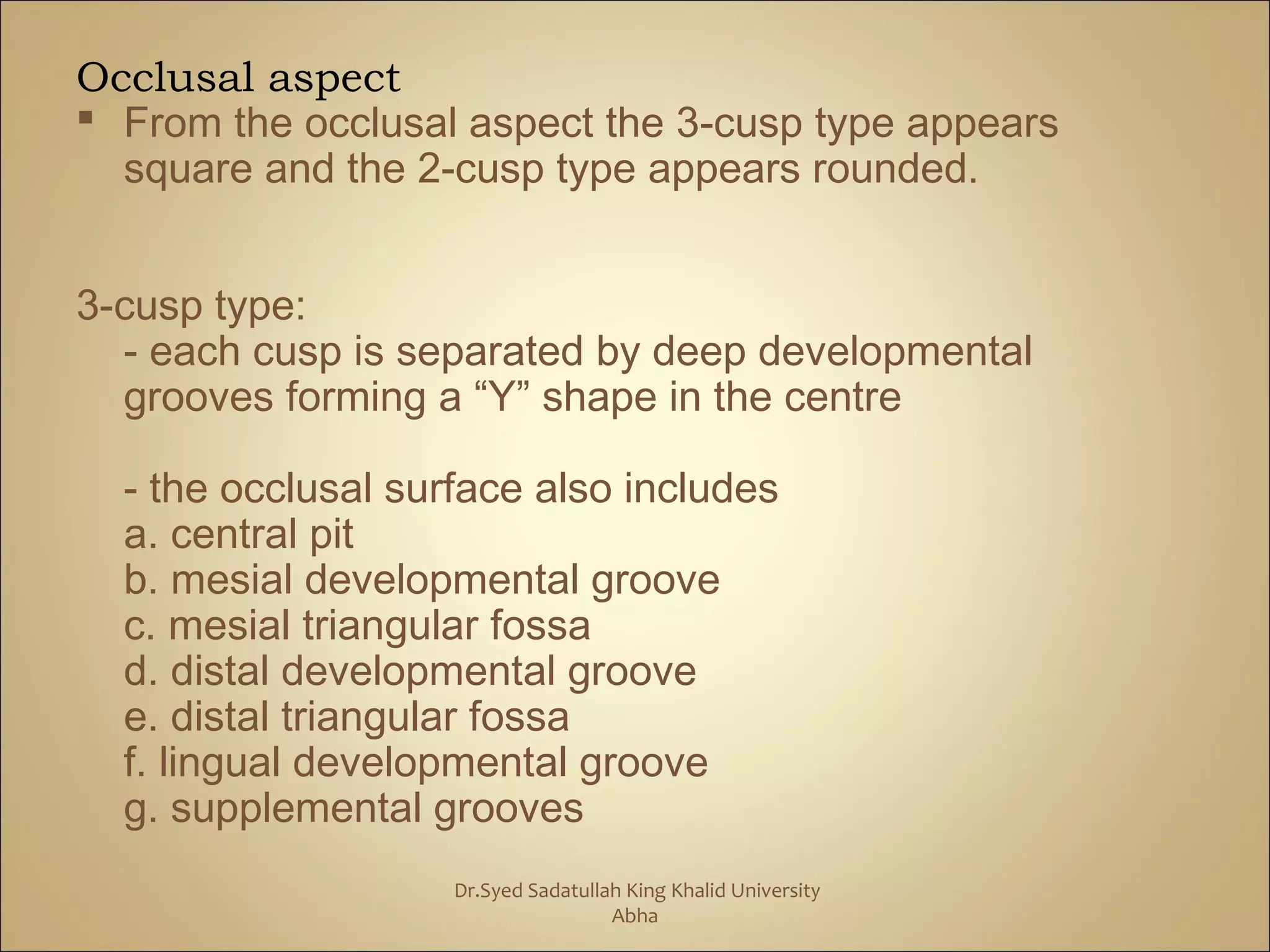 morphology of mandibular 1st,2nd premolar teeth | PPT