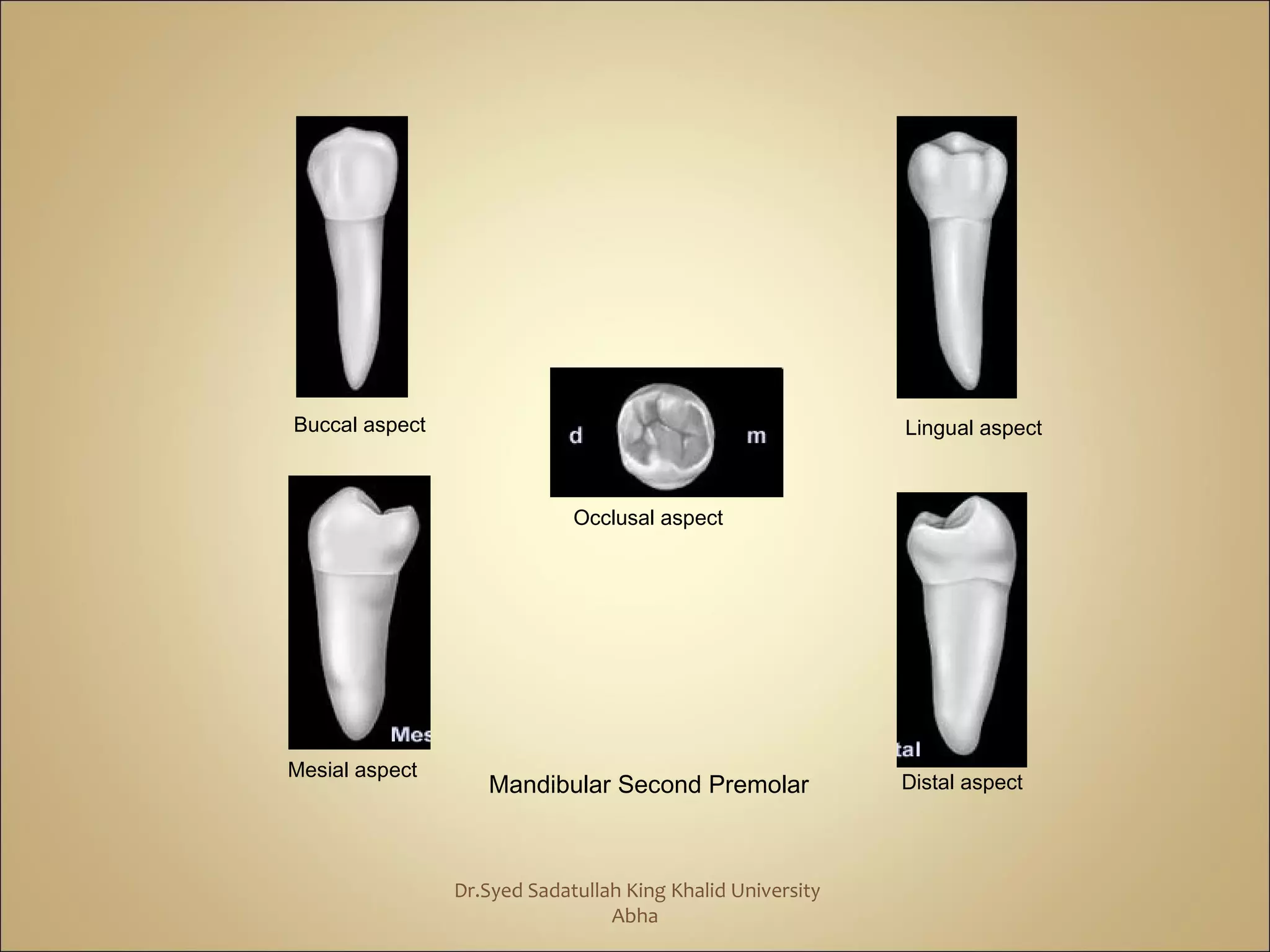 morphology of mandibular 1st,2nd premolar teeth | PPT