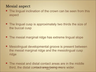 morphology of mandibular 1st,2nd premolar teeth | PPT
