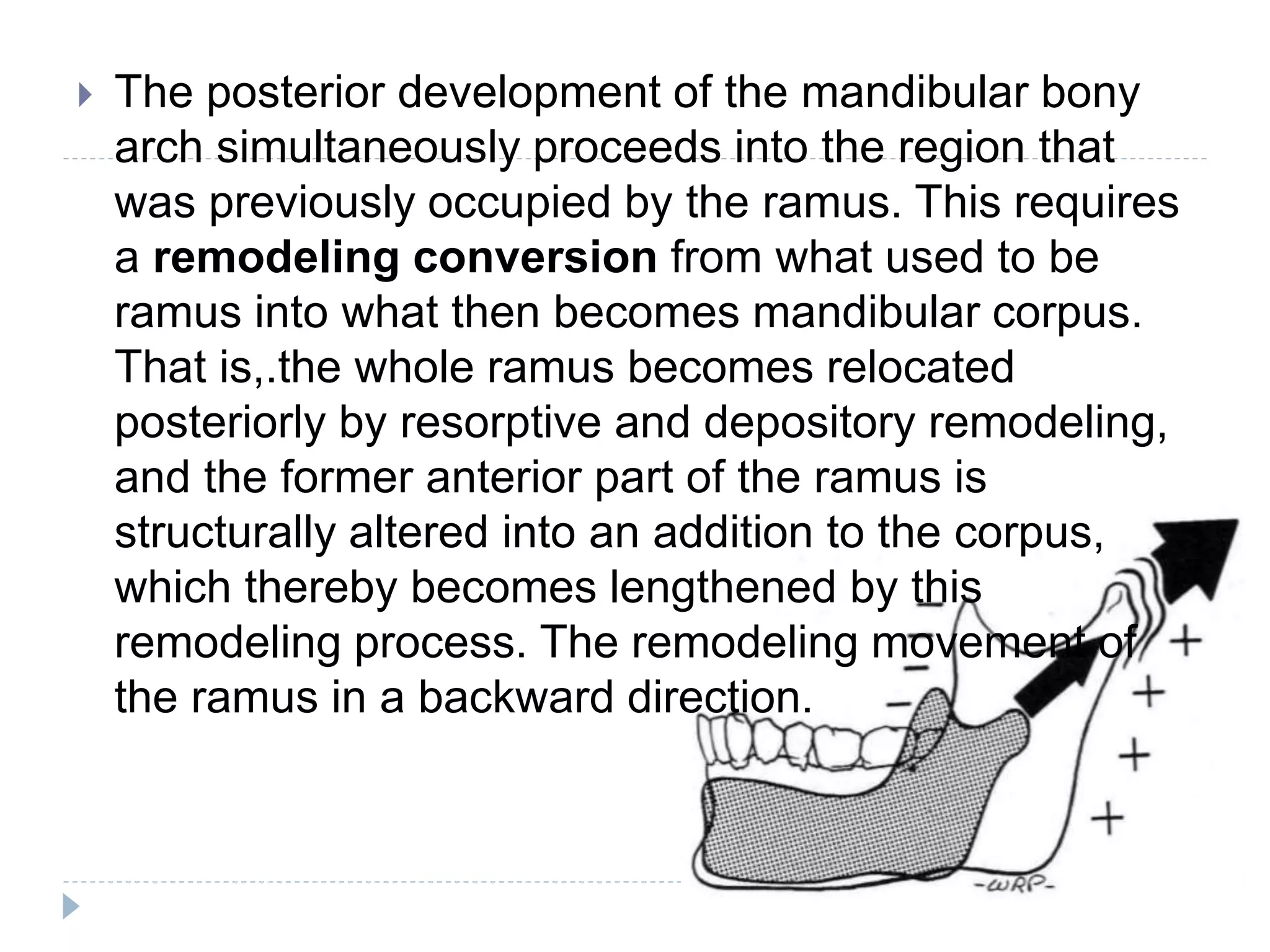 Mandibular remodelling | PPTX