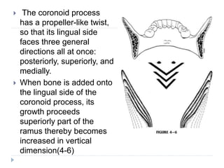 Mandibular remodelling | PPTX