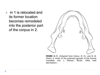 Mandibular remodelling | PPTX