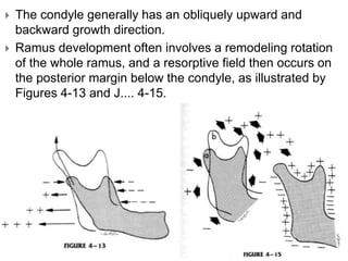 Mandibular remodelling | PPTX
