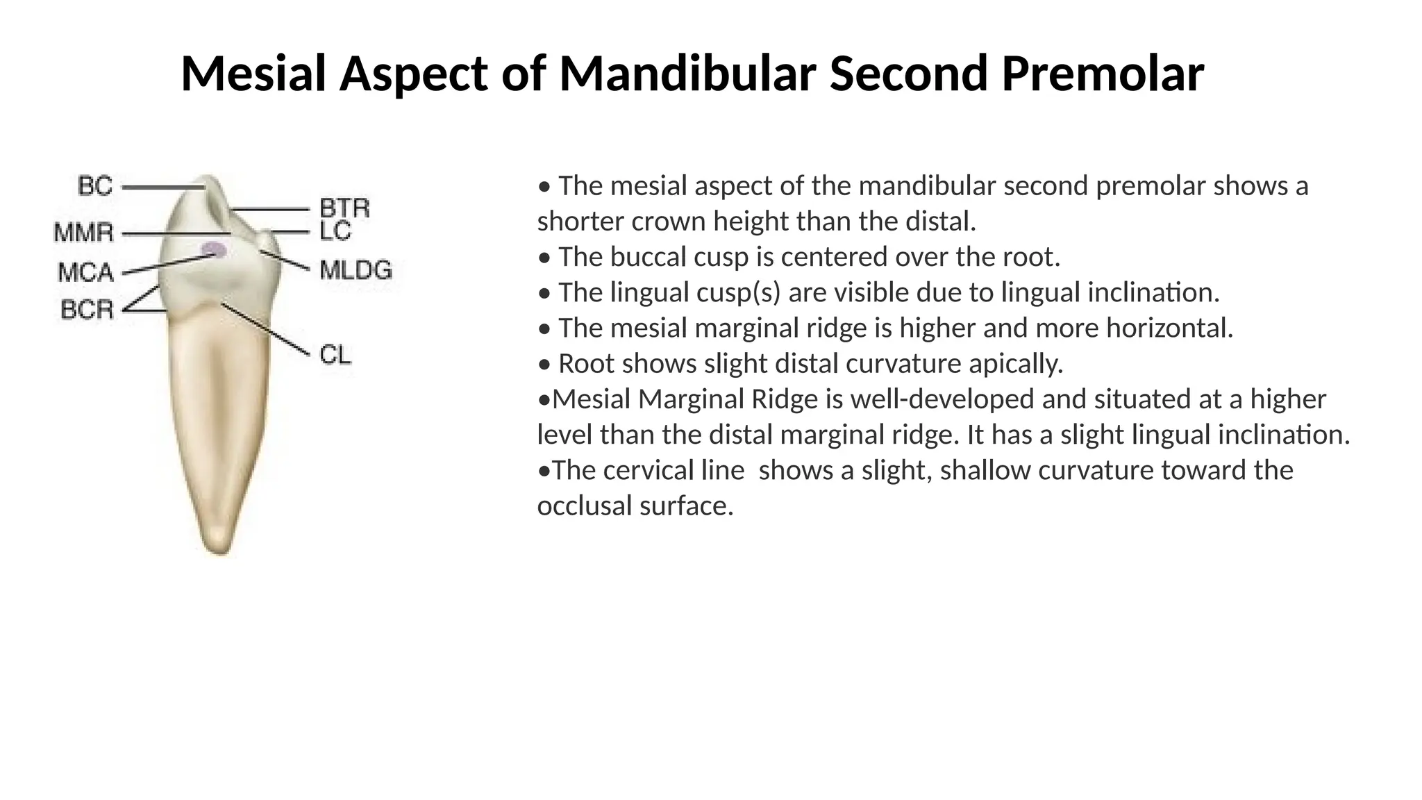 Mandibular_Second_Premolar_Anatomy-.pptx