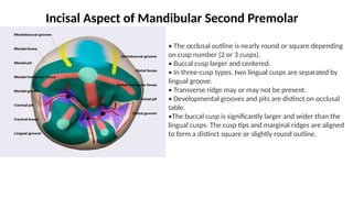 Mandibular_Second_Premolar_Anatomy-.pptx