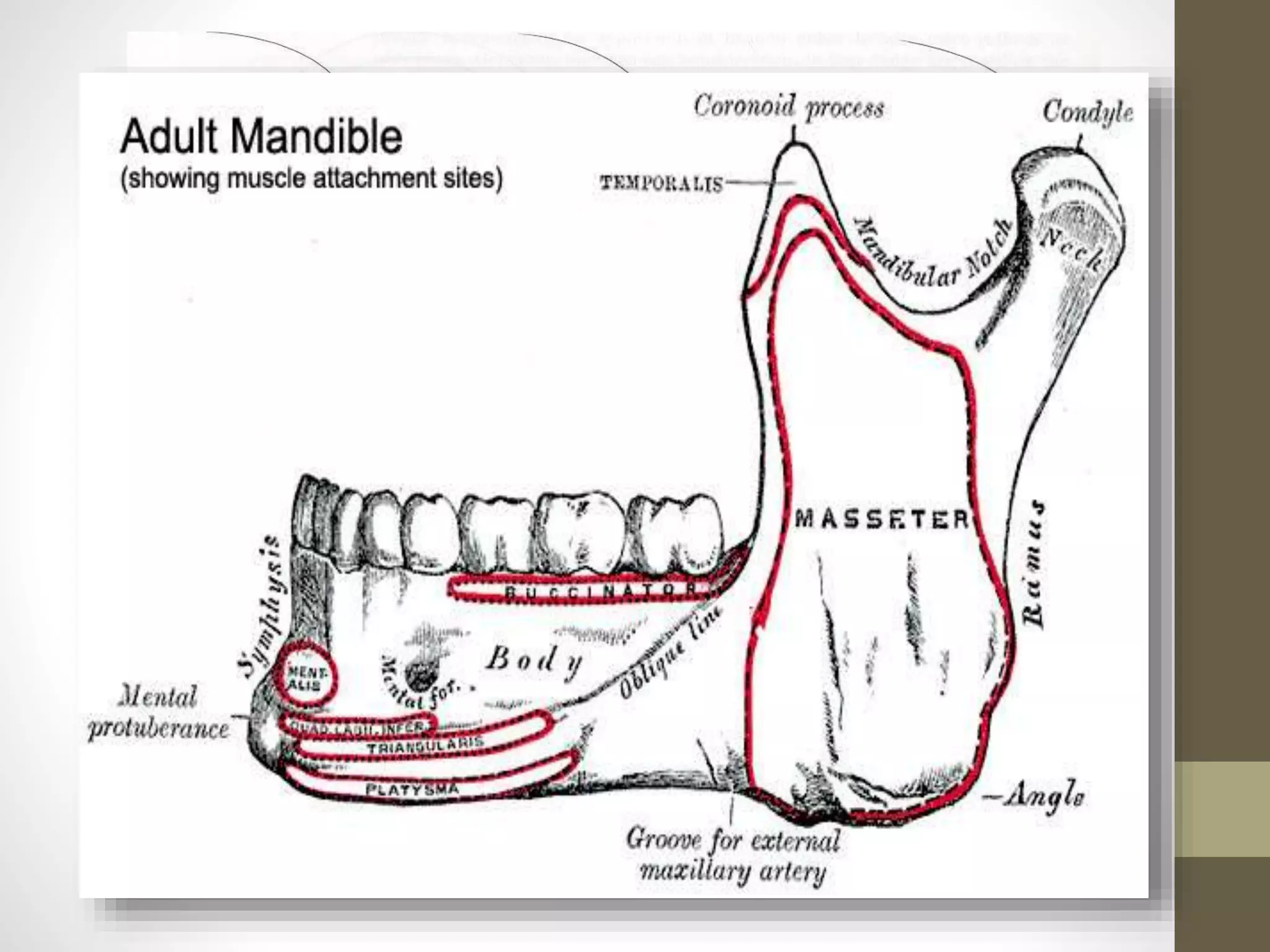 Mandibular trauma | PPTX