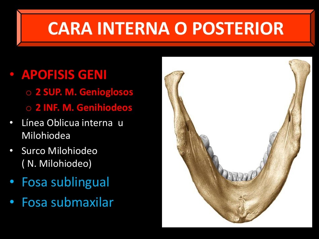 HUESO MANDIBULAR
