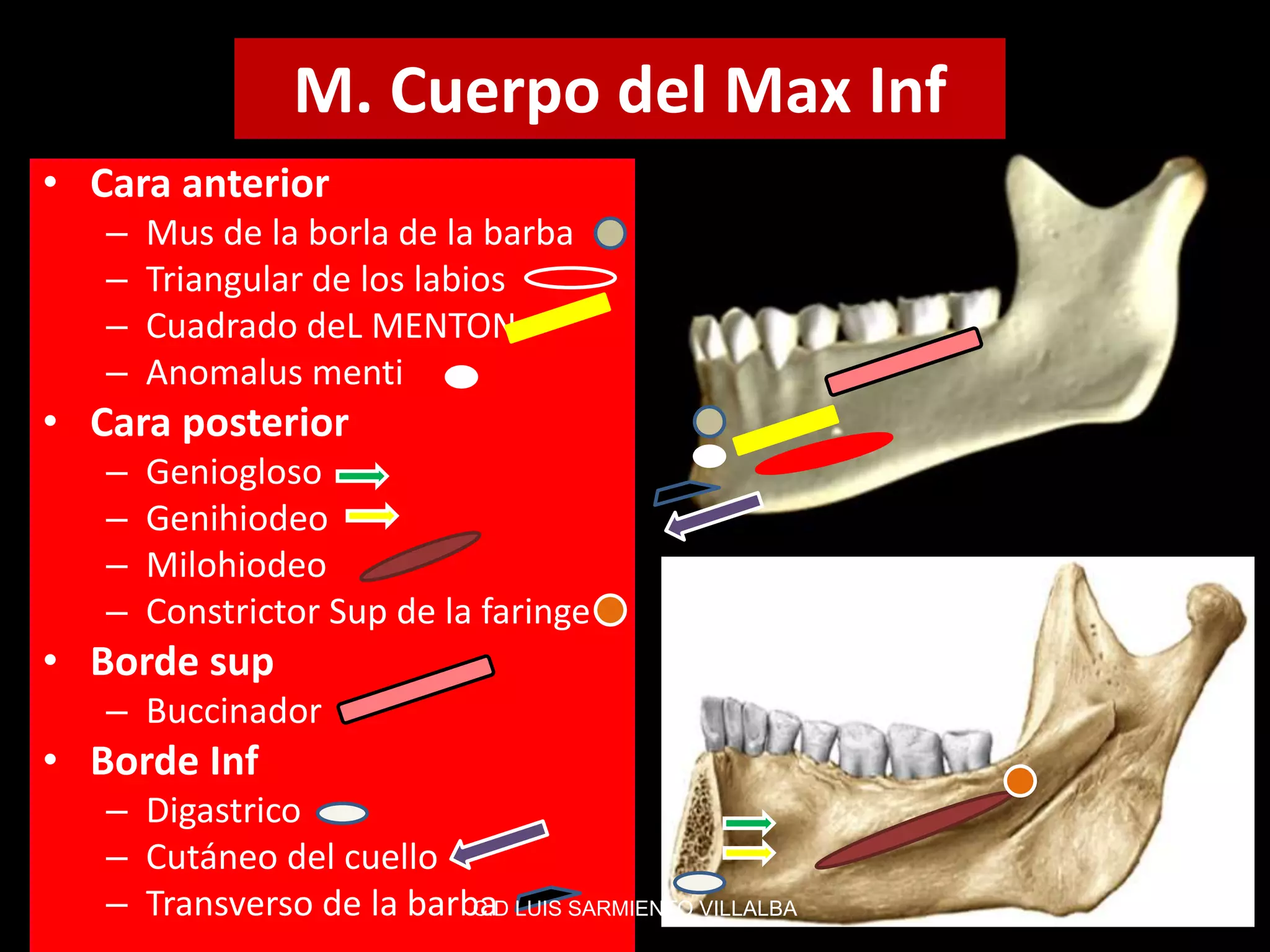 HUESO MAXILAR INFERIOR | PPTX