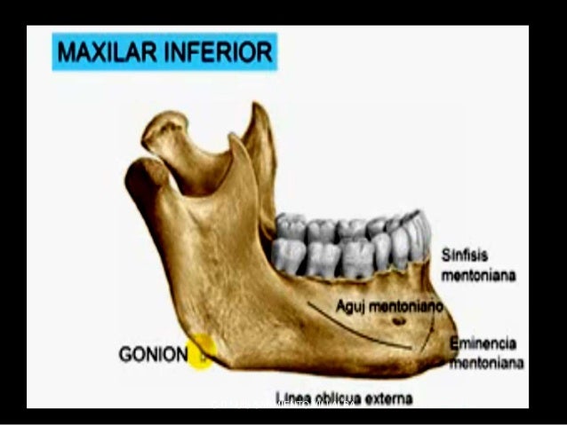 HUESO MAXILAR INFERIOR