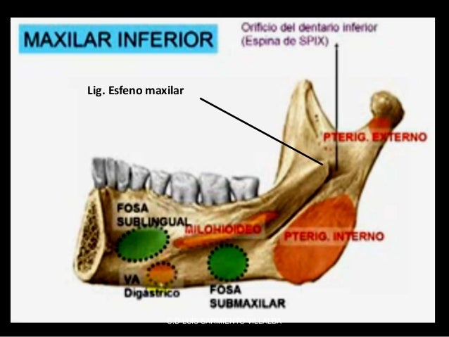 HUESO MAXILAR INFERIOR