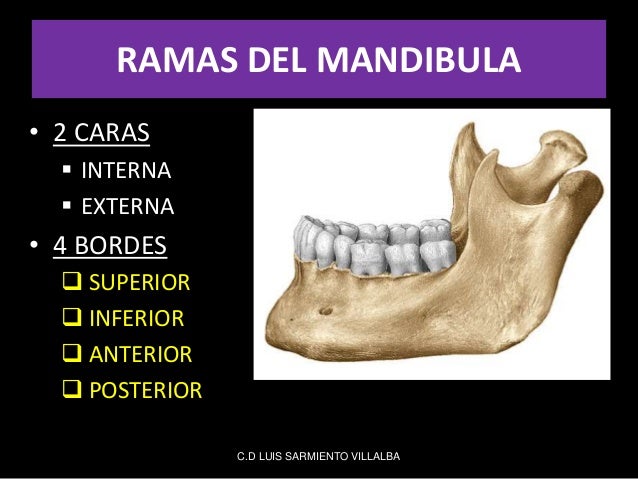 HUESO MAXILAR INFERIOR