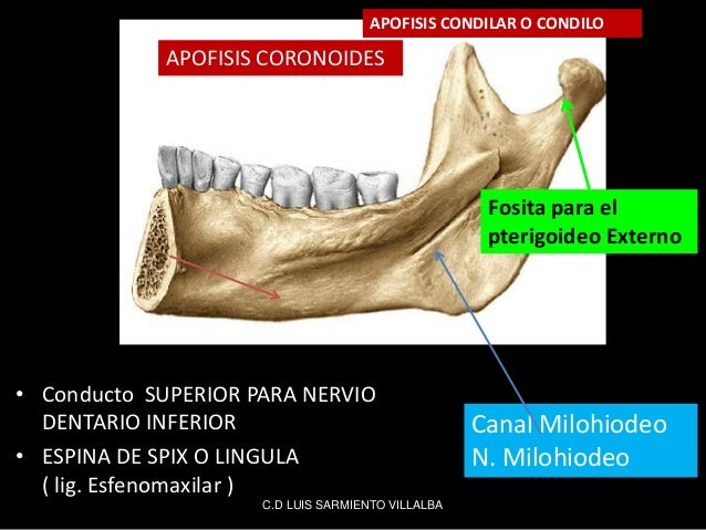 HUESO MAXILAR INFERIOR