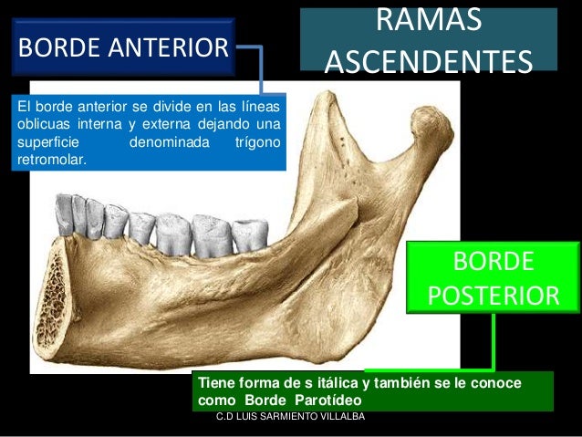 HUESO MAXILAR INFERIOR