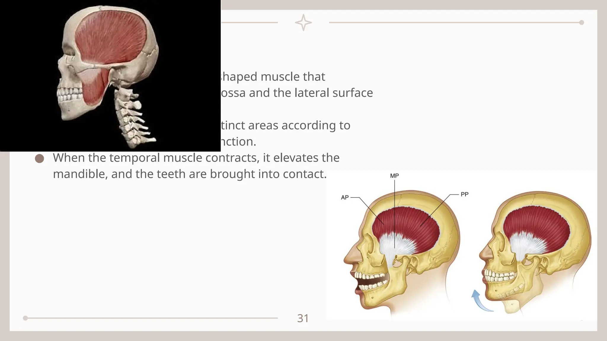 Mandibular movements and the envelope of motion | PPTX