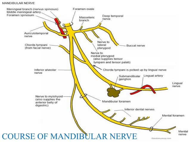Mandibular nerve blocks techniques | PPTX | Ear, Nose and Throat ...