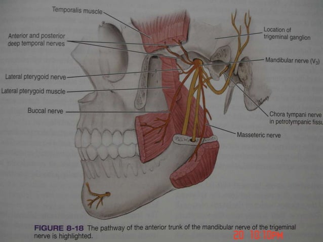 Mandibular nerve blocks techniques | PPTX | Ear, Nose and Throat ...