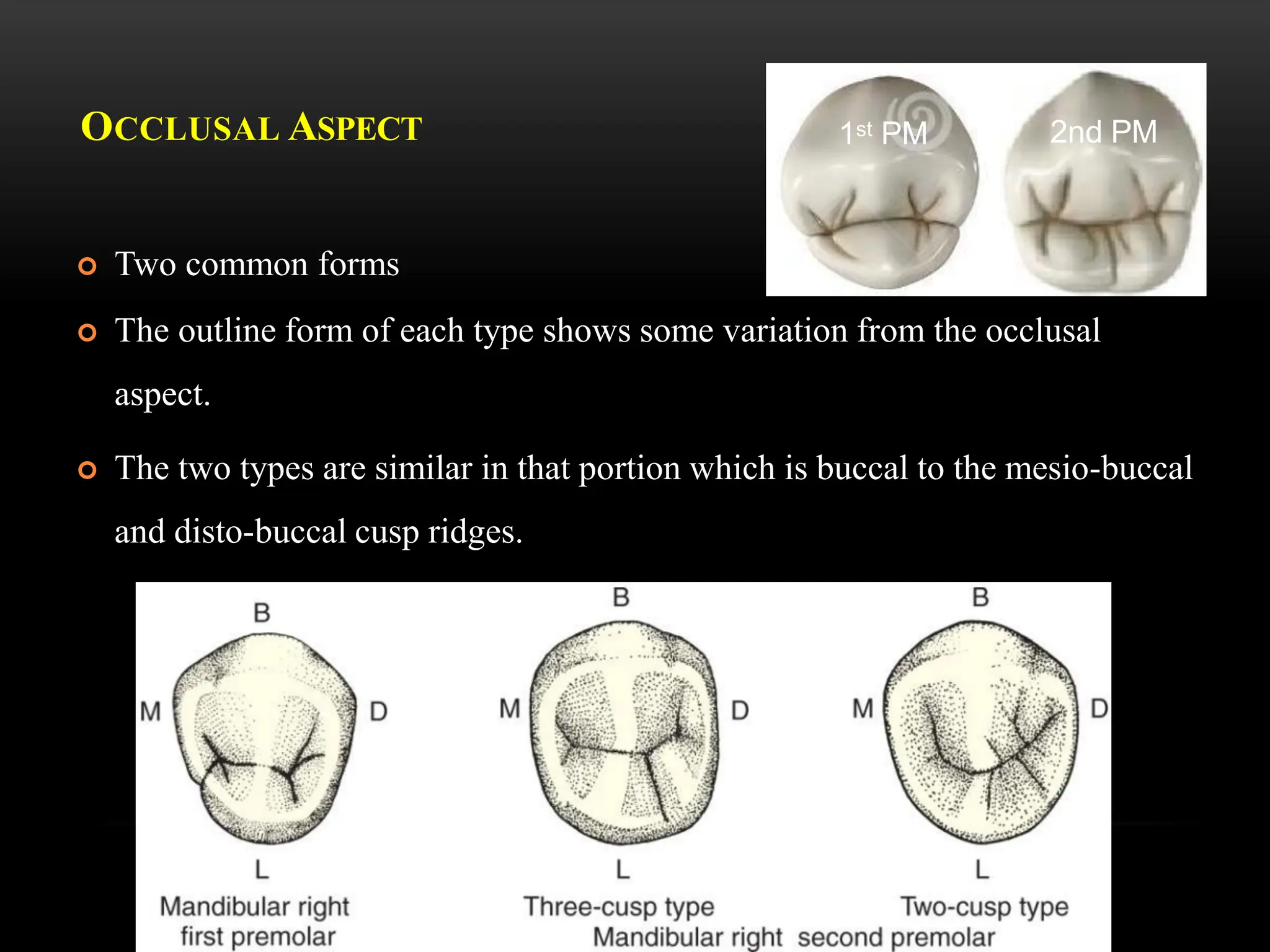 Mand Premolars.pdf occlusion table slide | PDF