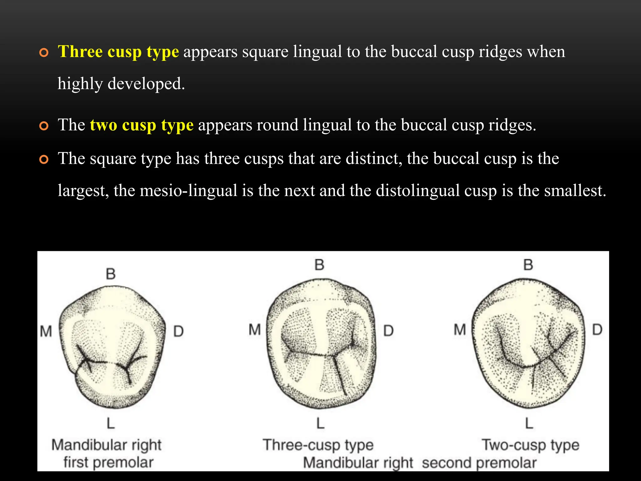 Mand Premolars.pdf occlusion table slide | PDF