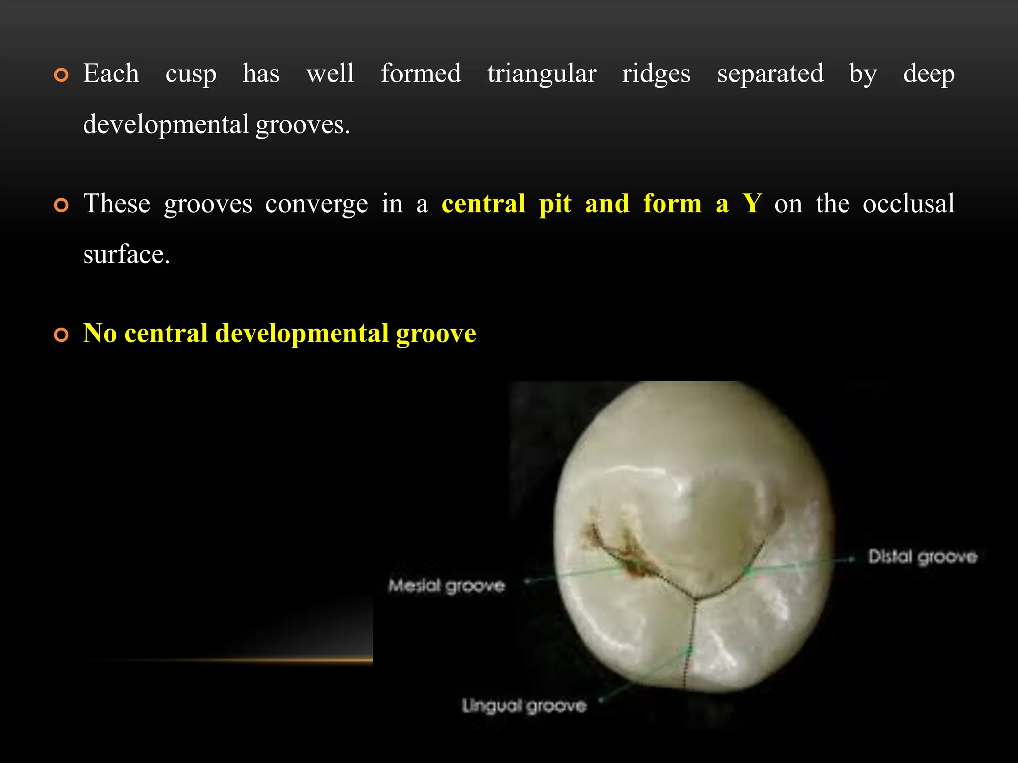 Mand Premolars.pdf occlusion table slide | PDF