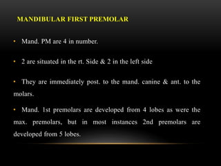 Mand Premolars.pdf occlusion table slide | PDF