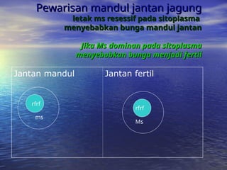 mandul jantan dan manfaatnya pada pemuliaan tanaman.ppt