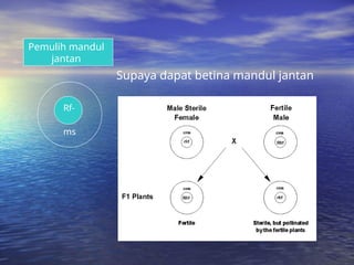 mandul jantan dan manfaatnya pada pemuliaan tanaman.ppt