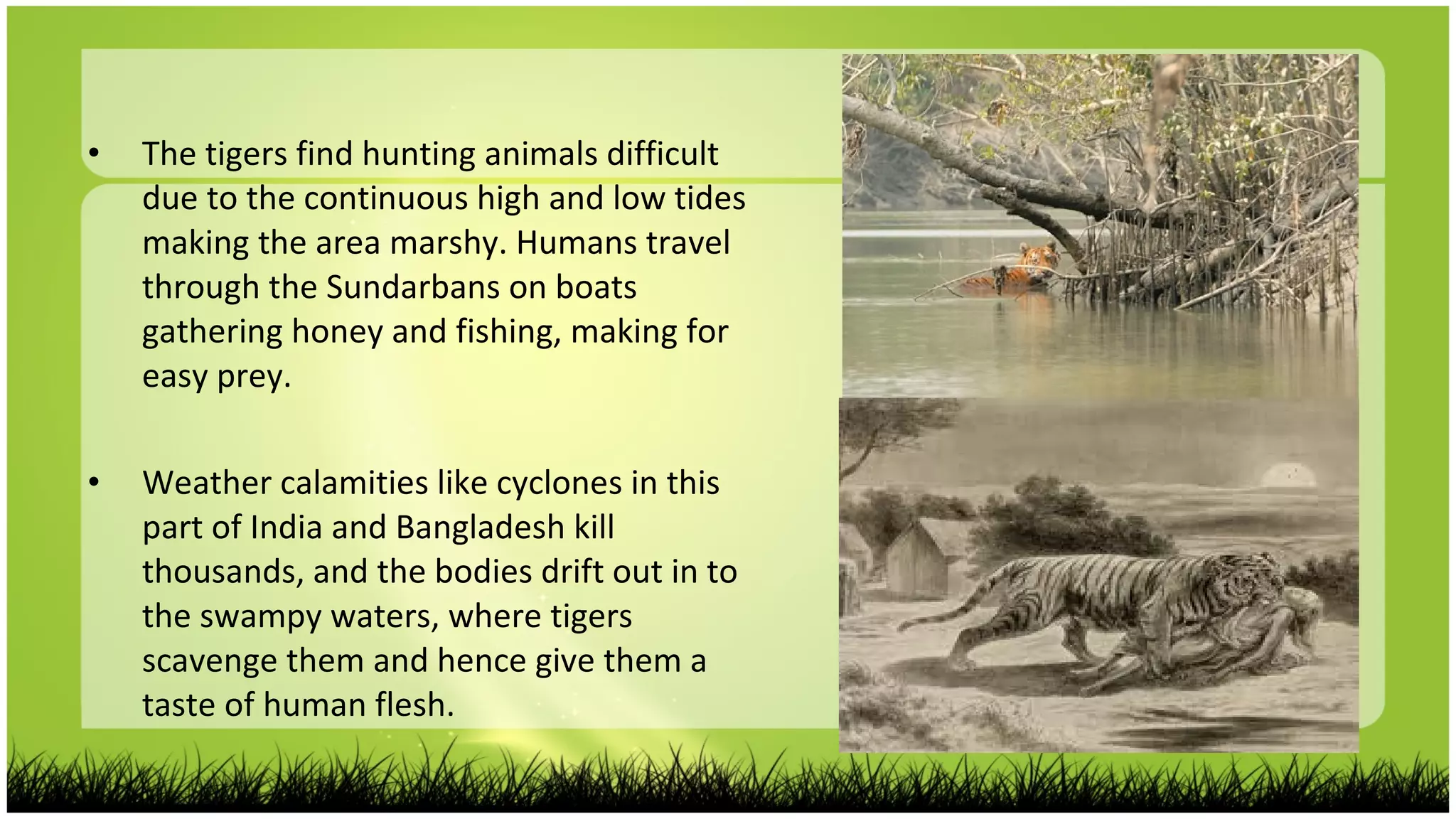 Man eating tigers of India | PPT