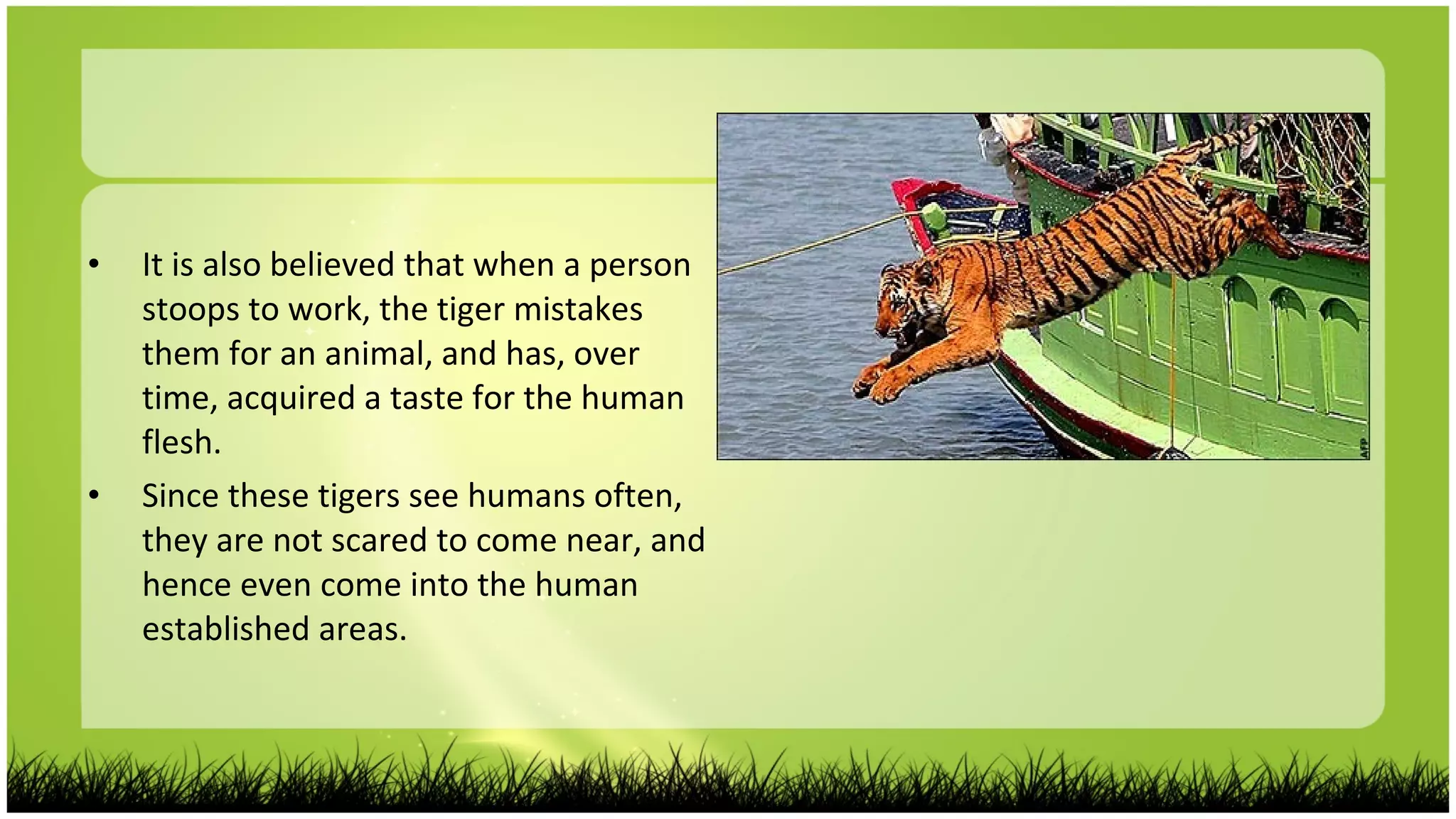 Man eating tigers of India | PPT