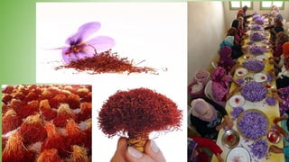saffon, cultivation of saffron , production technology of saffron | PPTX
