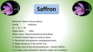 saffon, cultivation of saffron , production technology of saffron | PPTX