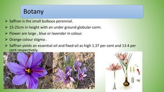 saffon, cultivation of saffron , production technology of saffron | PPTX