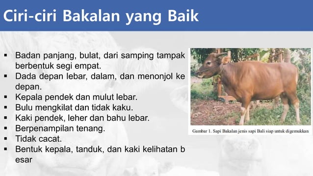penggemukan sapi potong bahan mata kul.pptx