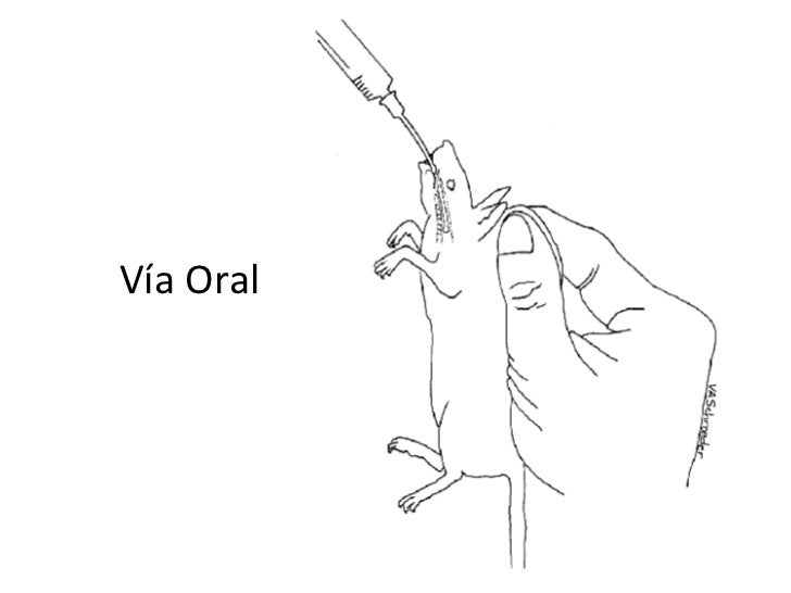 Manejo De Animales De Laboratorio