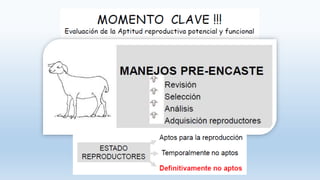 manejo de encaste en ovinos pdti indap PLC | PPTX