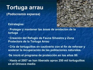 Manejo de fauna silvestre | PPT