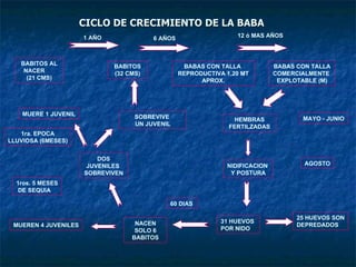 Manejo de fauna silvestre | PPT