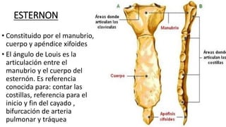 Manejo del Espacio Pleural Dra. Stefania Aro.pdf