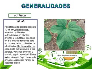 MANEJO_DEL_MELON_COMPLETO.pptx