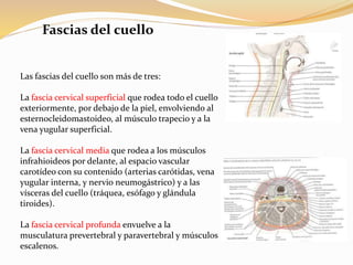 Manejo de Masas Cervicales | PPT