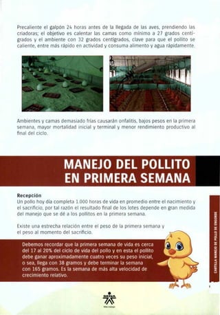 Manejo de pollo_de_engorde | PDF
