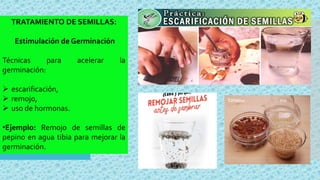 MANEJO INTEGRADO DE SEMILLAS EN HORTALIZAS pdf | PDF