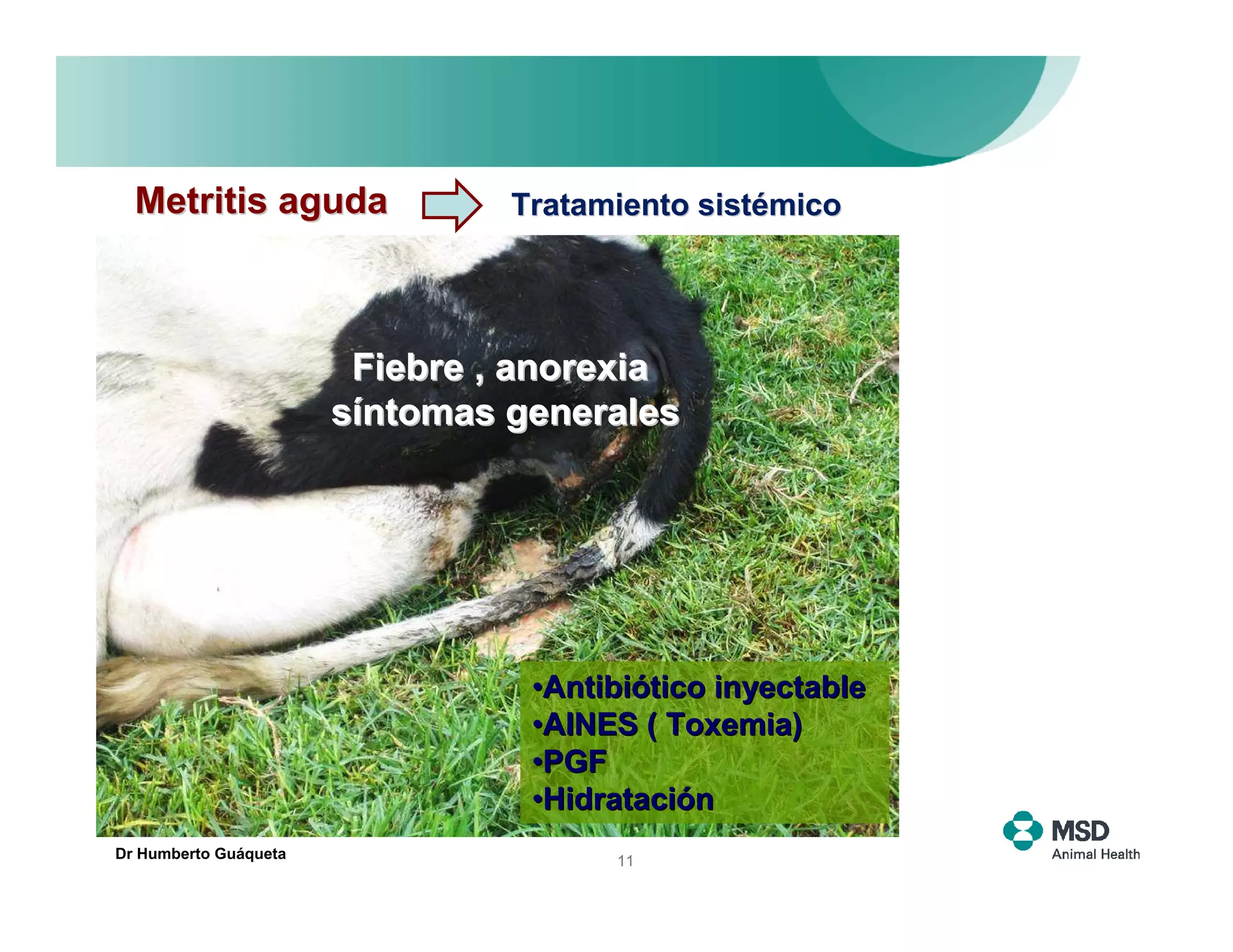 Manejo farmacologico de la metritis y endometritis bovina fp | PDF ...