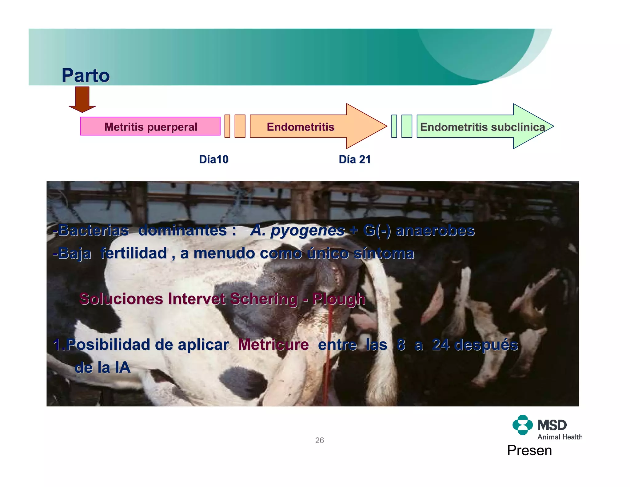 Manejo farmacologico de la metritis y endometritis bovina fp | PDF ...