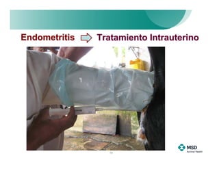 Manejo farmacologico de la metritis y endometritis bovina fp | PDF