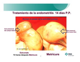 Manejo farmacologico de la metritis y endometritis bovina fp | PDF