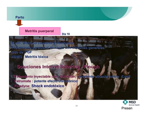 Manejo farmacologico de la metritis y endometritis bovina fp | PDF ...